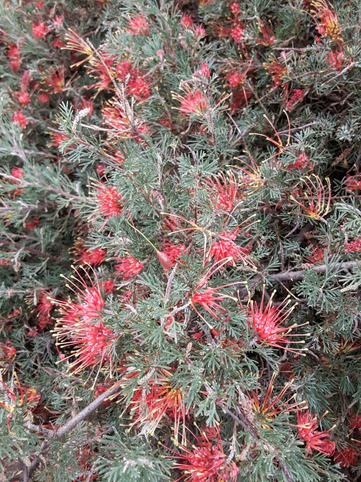 Grevillea thelemanniana Red Rambler in 50mm Forestry tube – Trigg Plants