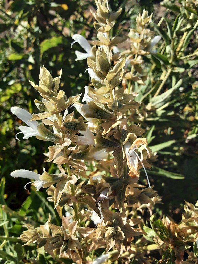 Salvia canariensis white form in 68mm Super Tube – Trigg Plants