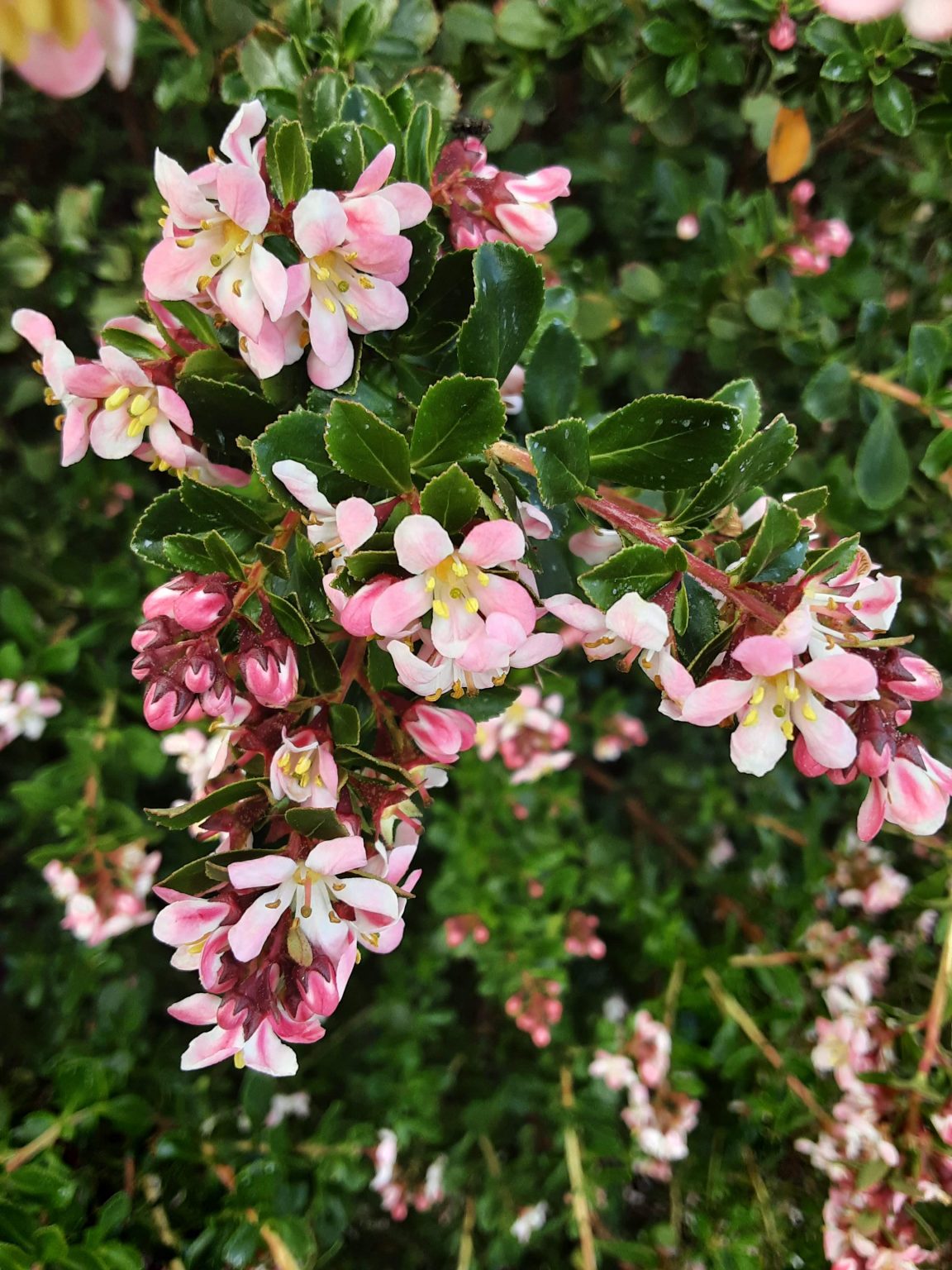 Escallonia langleyensis Apple Blossom in 50mm Forestry Tube – Trigg Plants