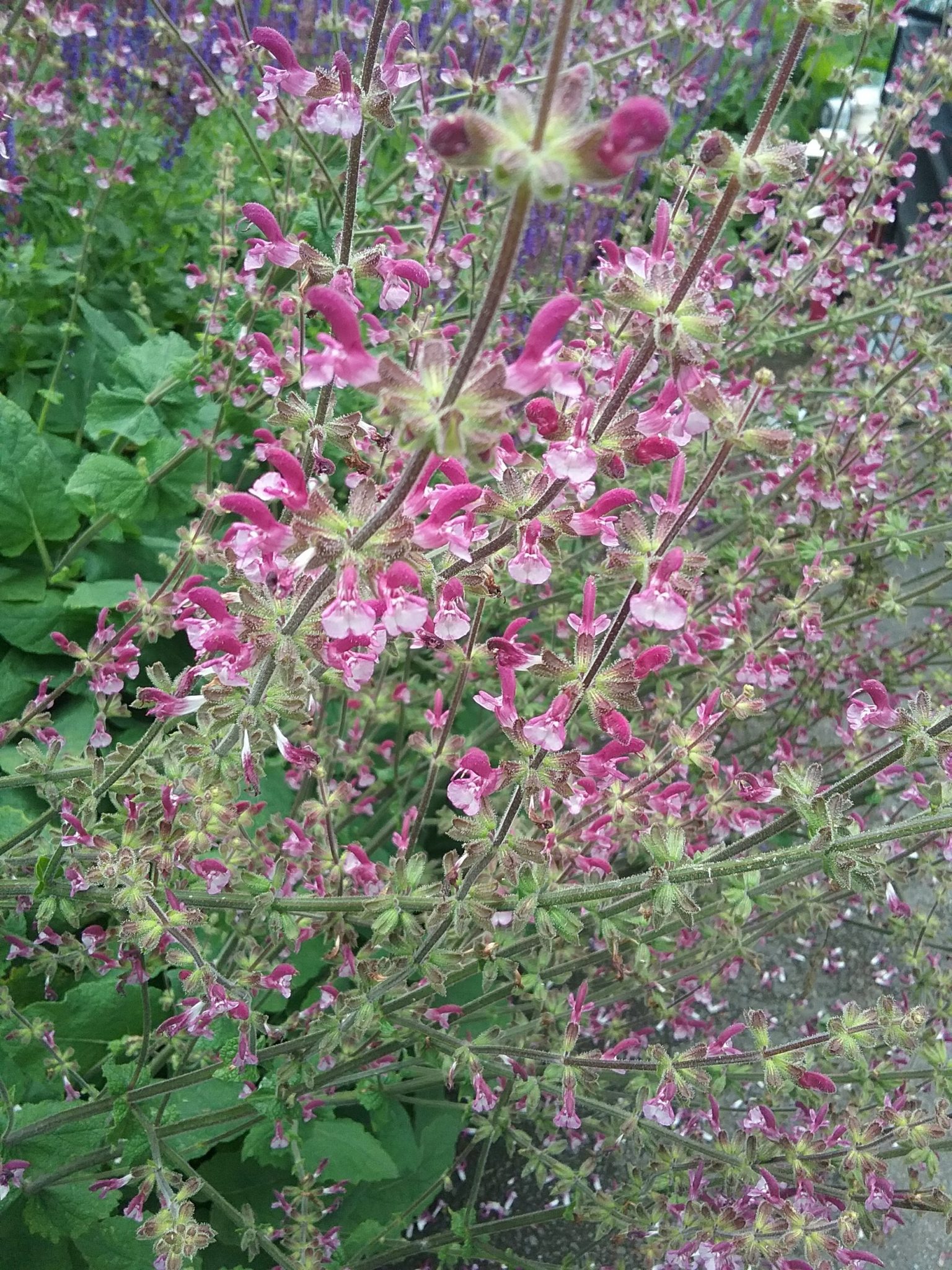 Salvia viscosa in 50mm Forestry Tube – Trigg Plants