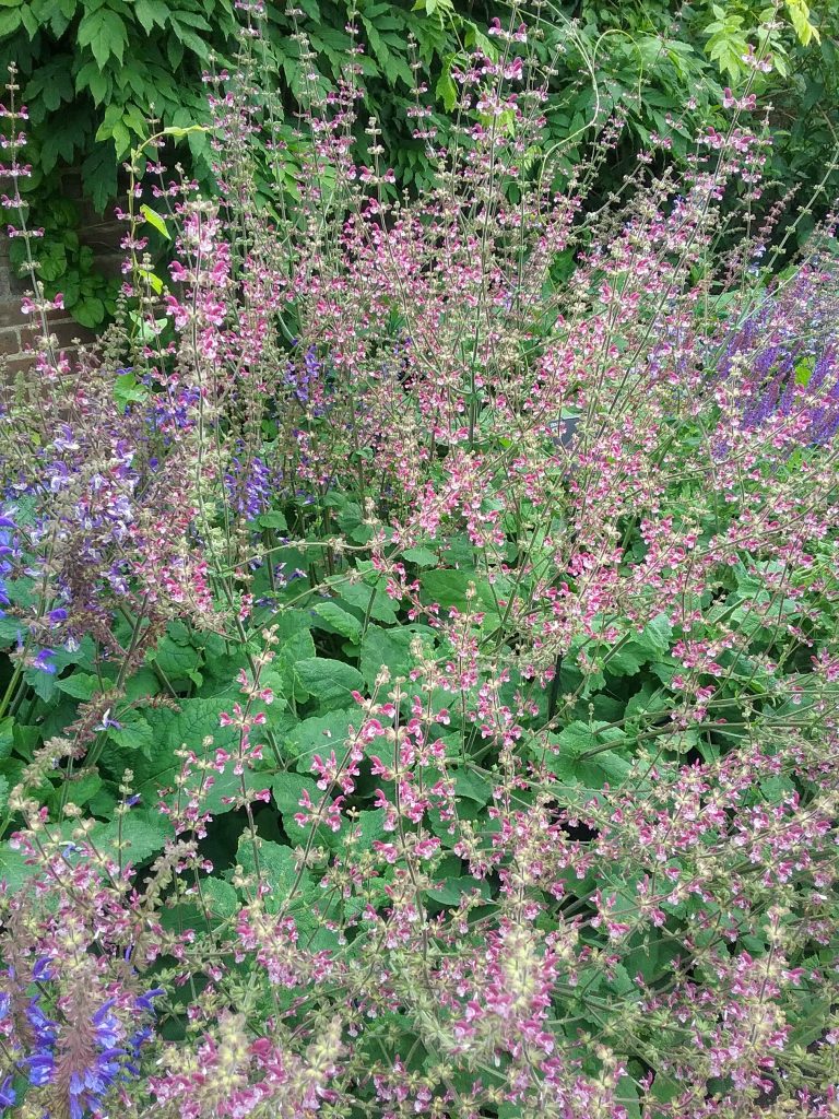 Salvia viscosa in 50mm Forestry Tube – Trigg Plants