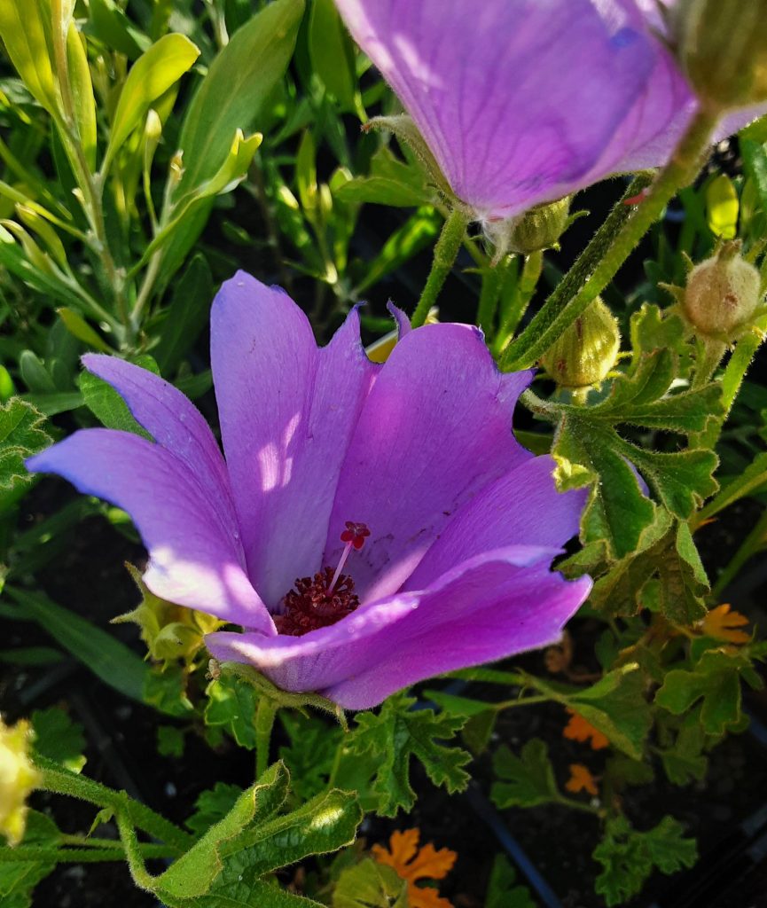 Alyogyne Karana in 50mm Forestry Tube – Trigg Plants