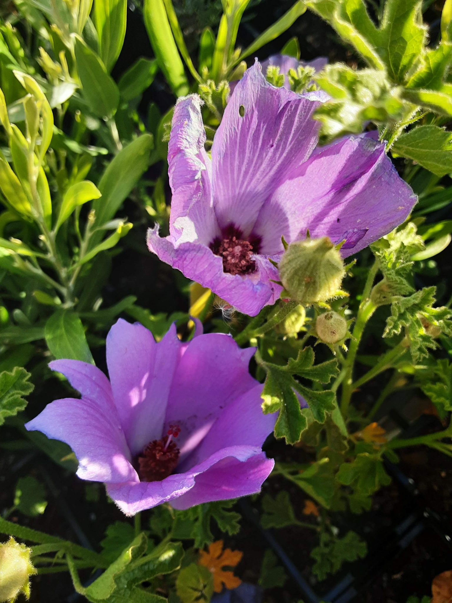 Alyogyne Karana in 50mm Forestry Tube – Trigg Plants