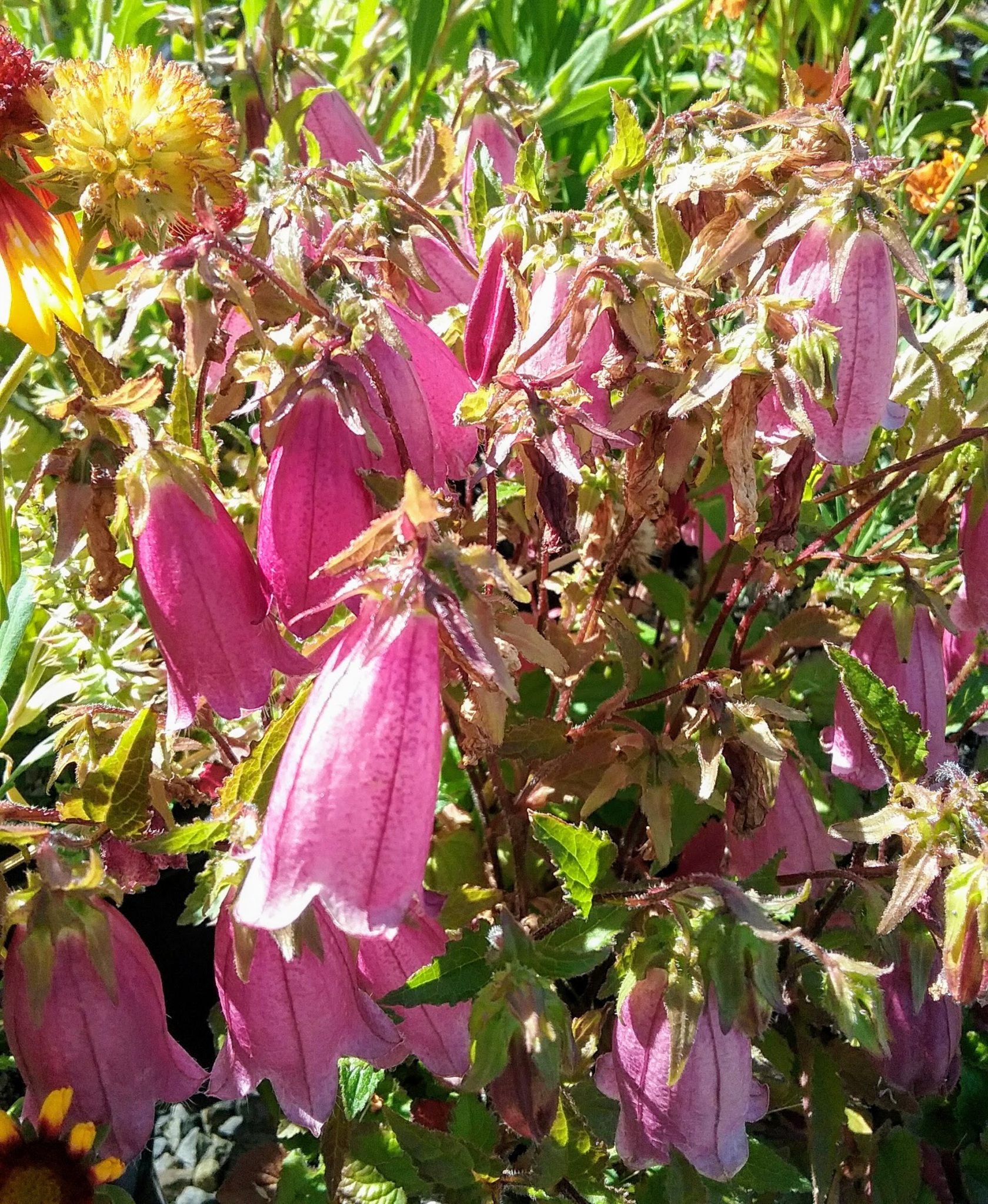 Campanula Mulberry Rose Bare Rooted – Trigg Plants