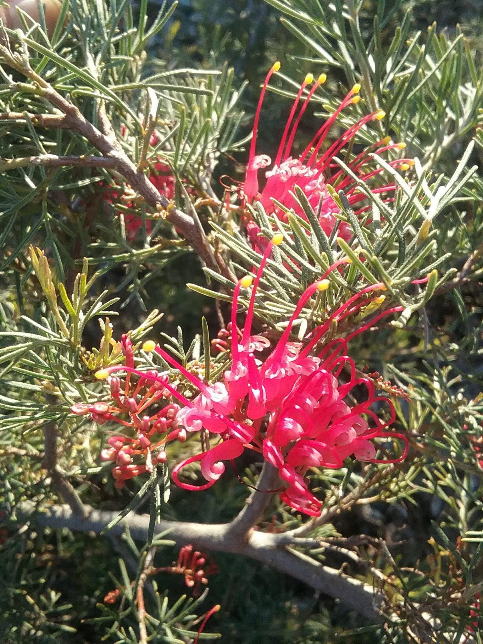 Grevillea Parilla Pirate in 50mm Forestry Tube – Trigg Plants