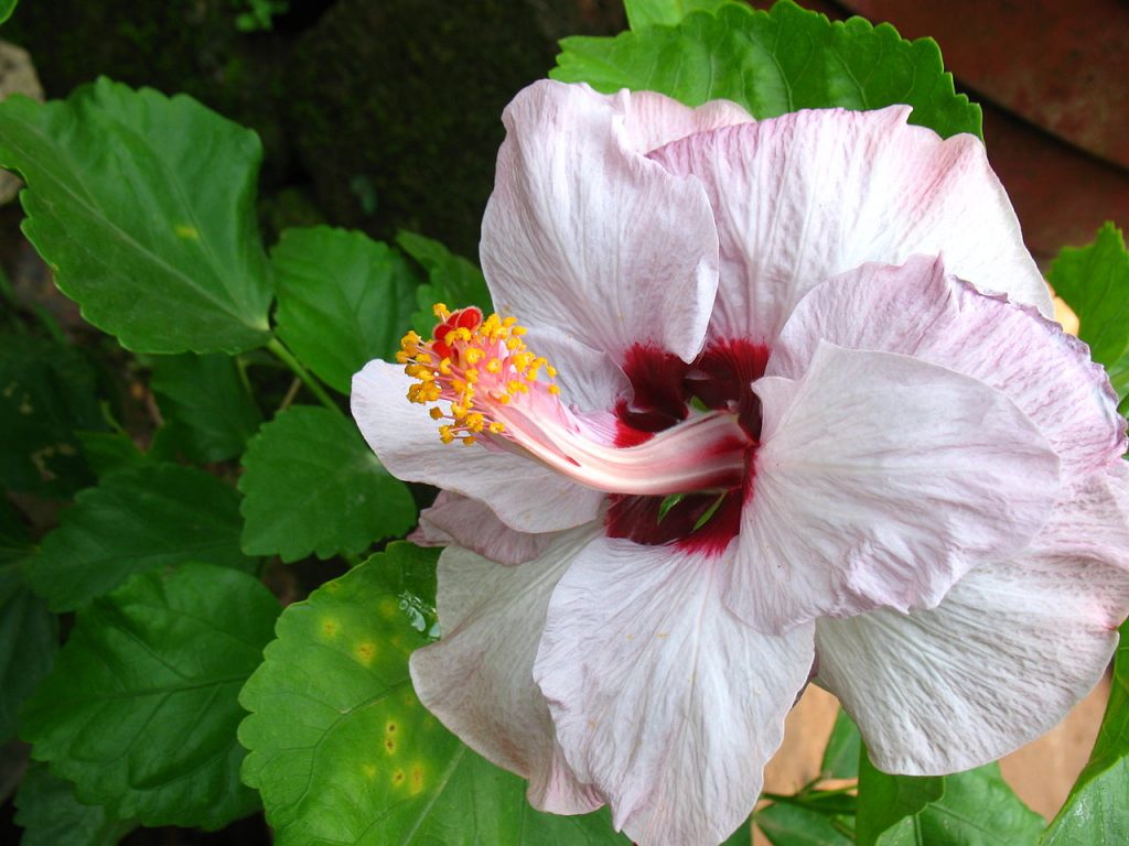 Hibiscus Isobel Beard in 85mm Squat Pot – Trigg Plants