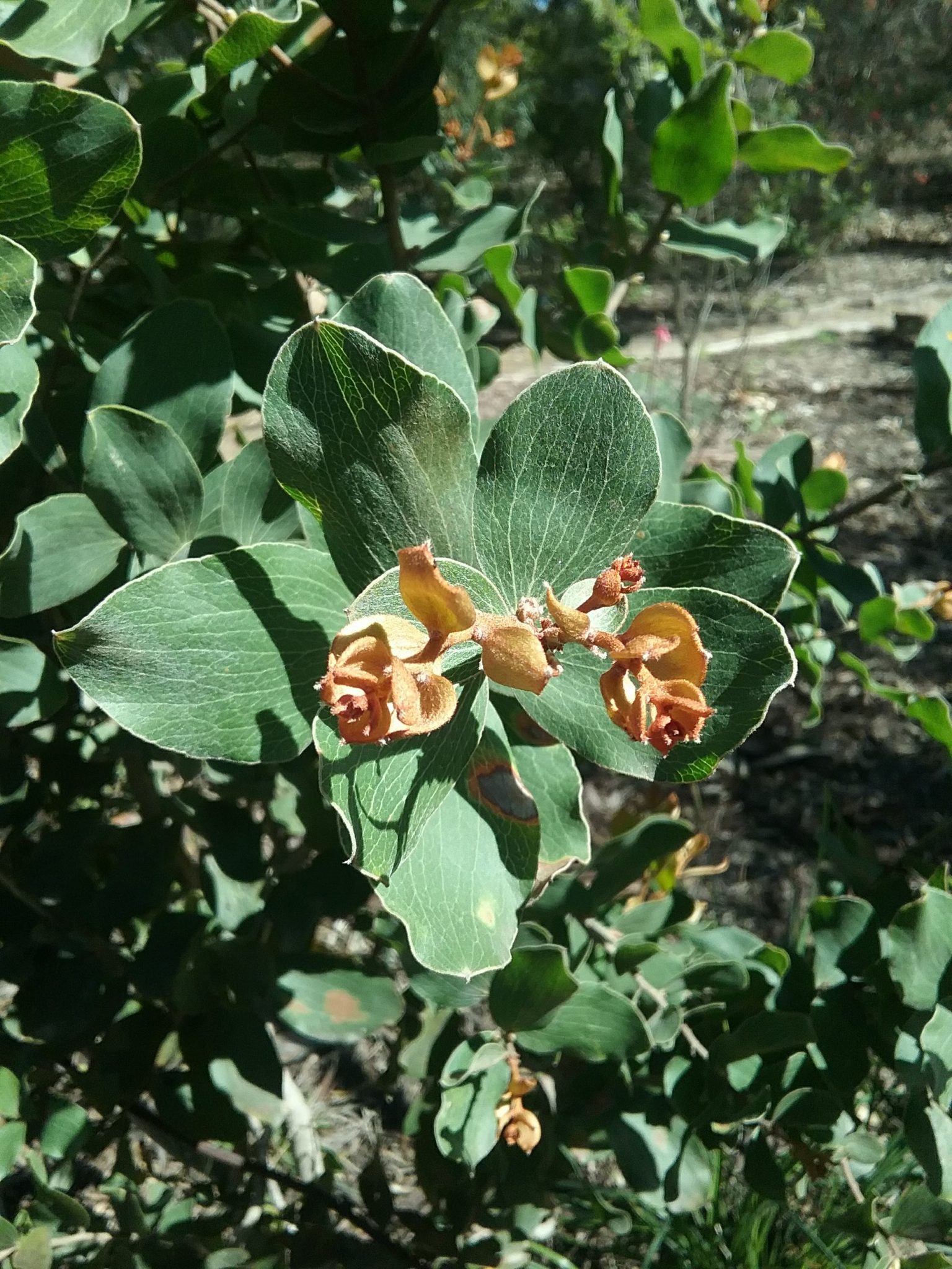 Hakea – Trigg Plants
