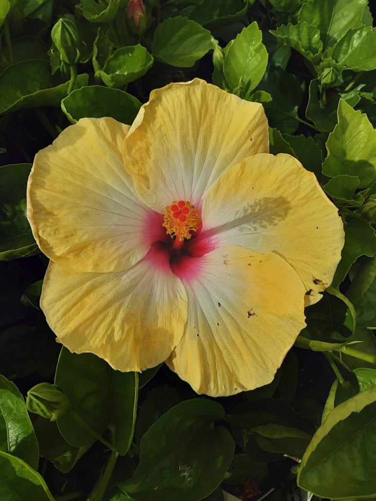 Hibiscus Annie Wood in 68mm Super Tube – Trigg Plants
