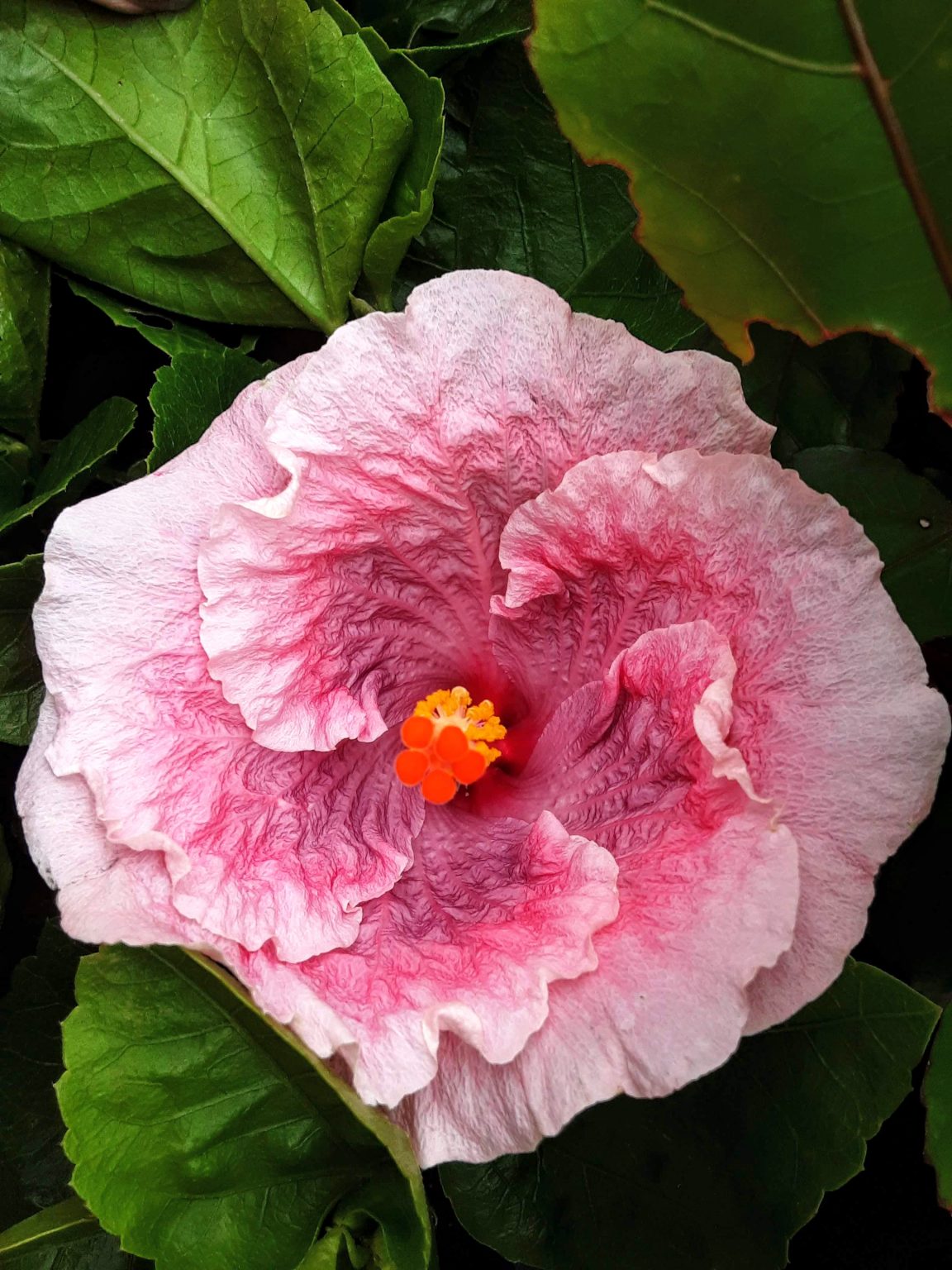 Hibiscus Lady Flo in 85mm Squat Pot – Trigg Plants