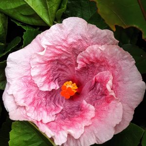 Hibiscus Lady Flo in 68mm Super Tube – Trigg Plants