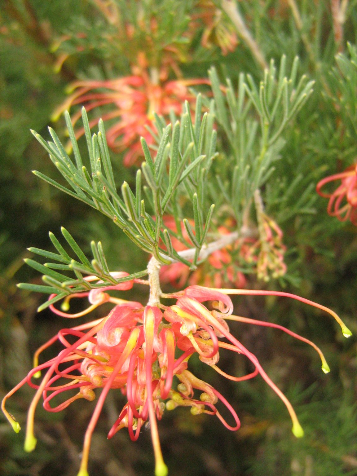 Grevillea thelemanniana Orange Flowered form in 50mm Forestry Tube ...