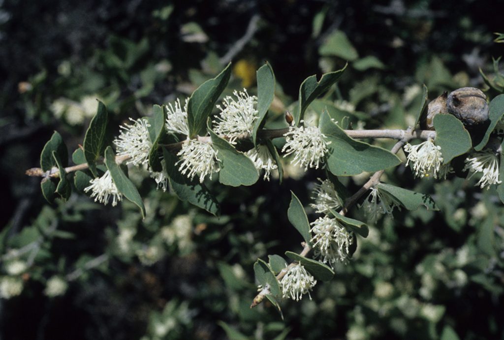 Hakea – Trigg Plants