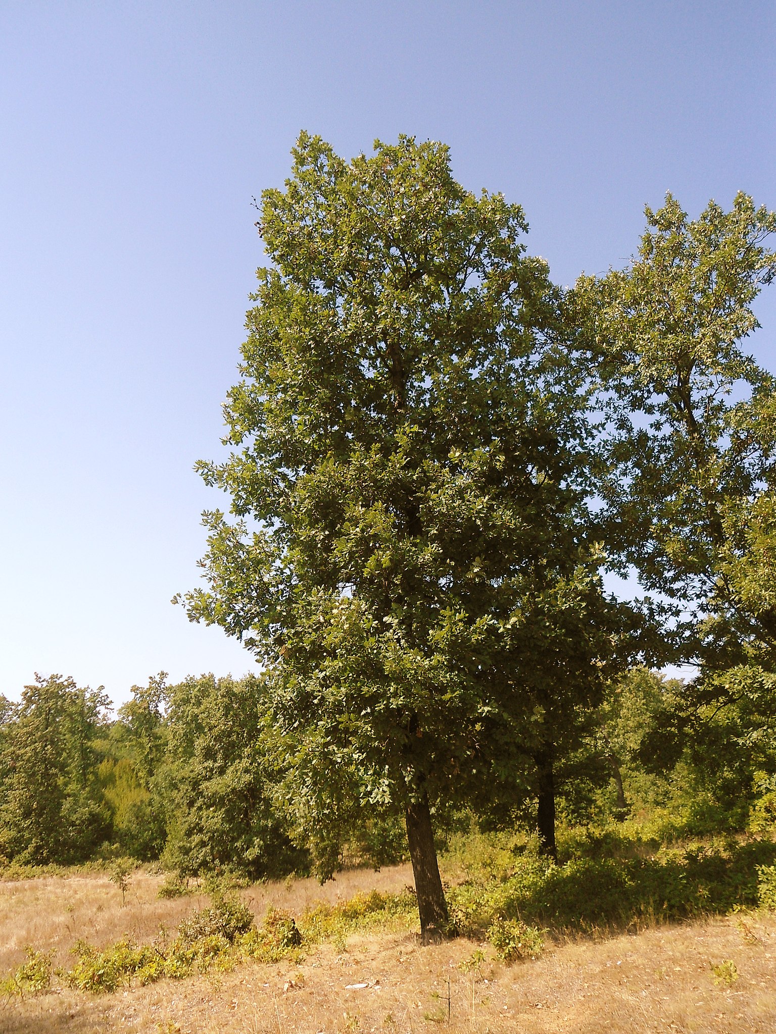 Quercus frainetto in Advanced Olive Pot – Trigg Plants