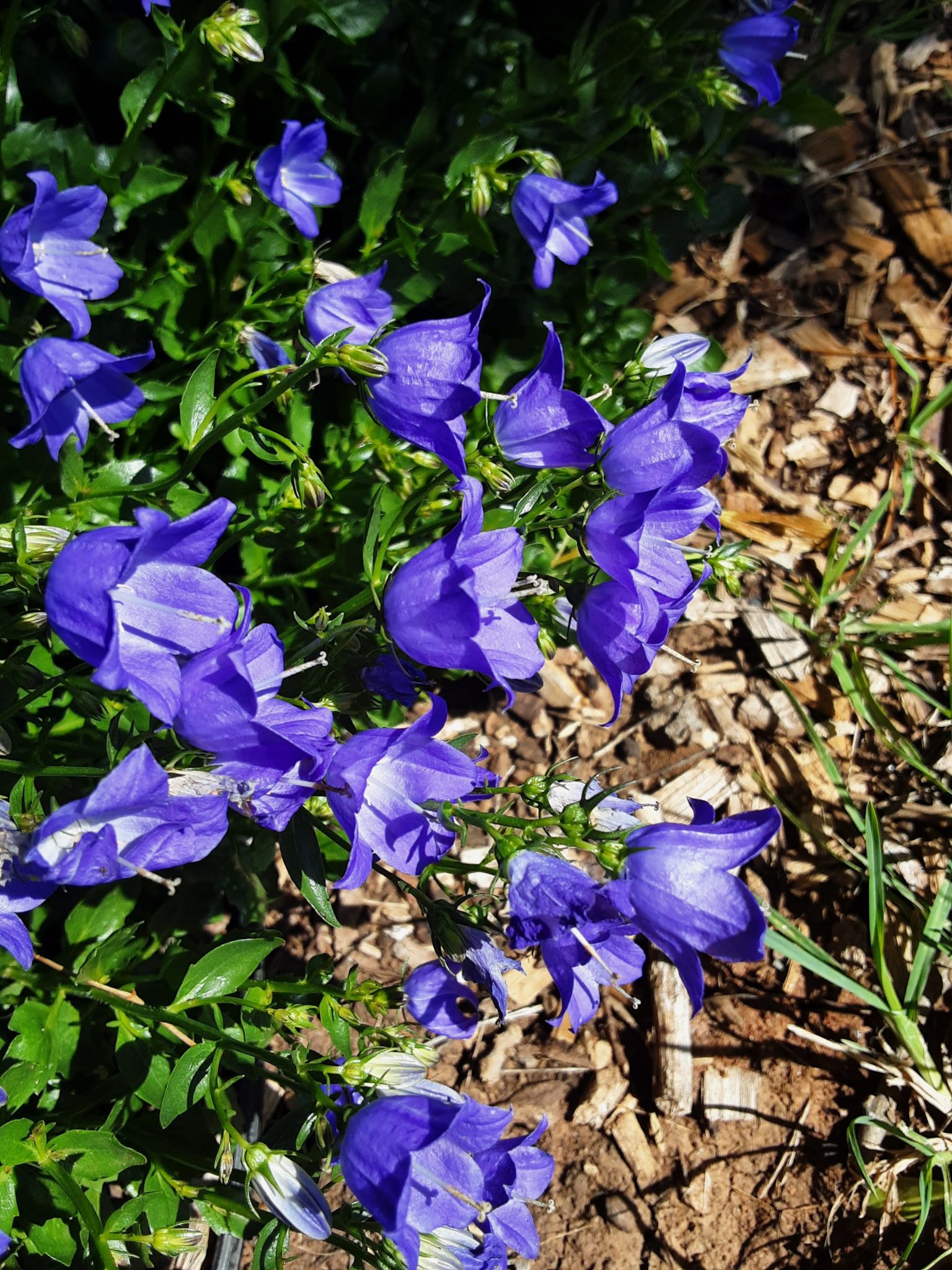 Campanula Spring Bell Bare Rooted – Trigg Plants