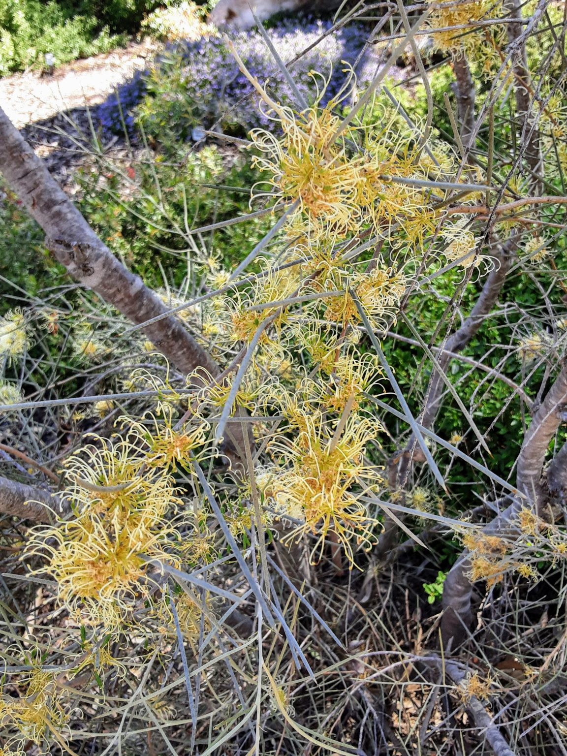 Hakea leucoptera in 125mm Pot – Trigg Plants