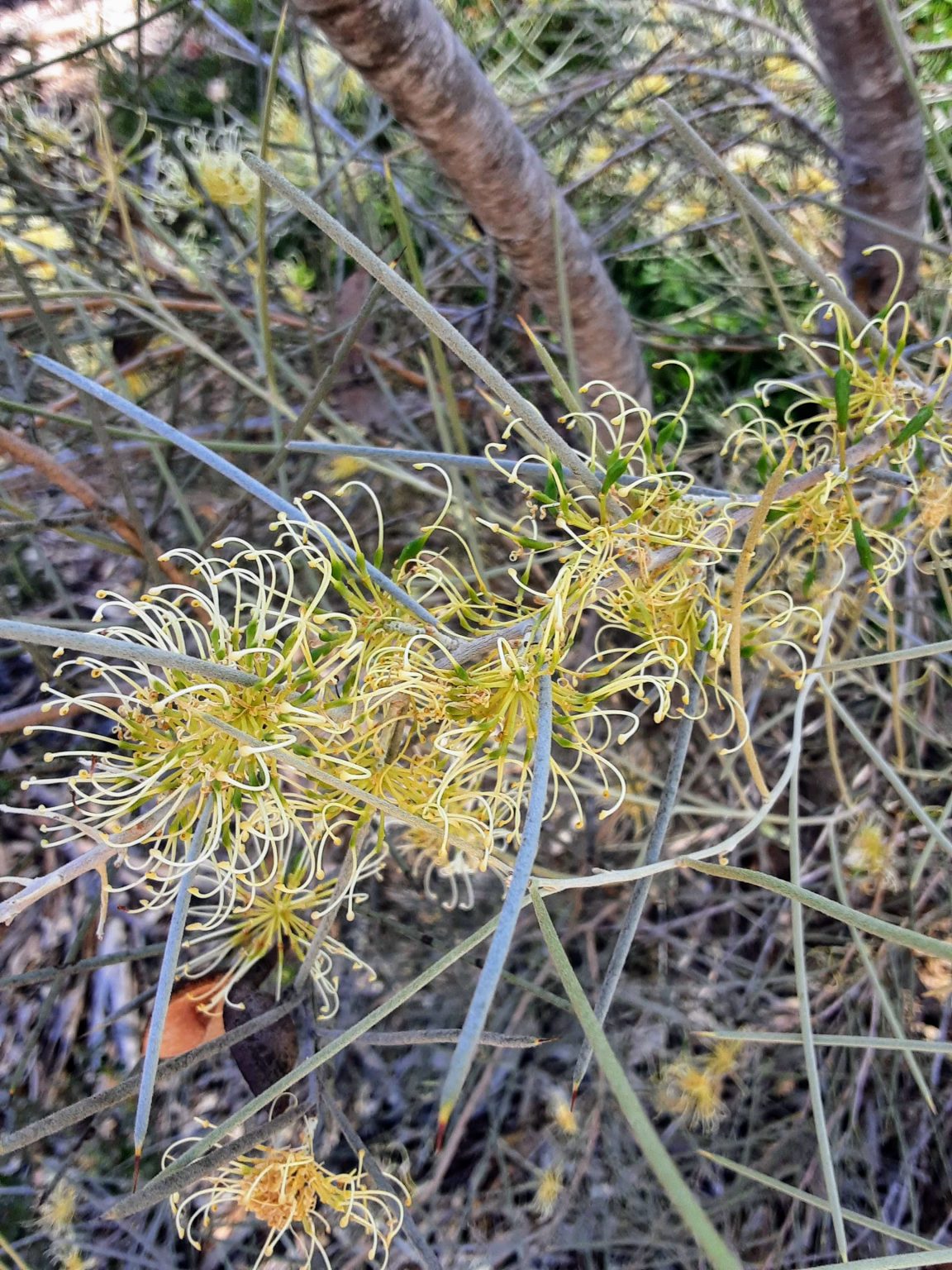 Hakea leucoptera in 125mm Pot – Trigg Plants