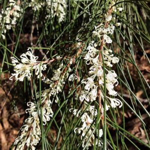 Hakea – Trigg Plants