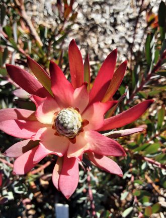 Leucadendron and Protea – Trigg Plants