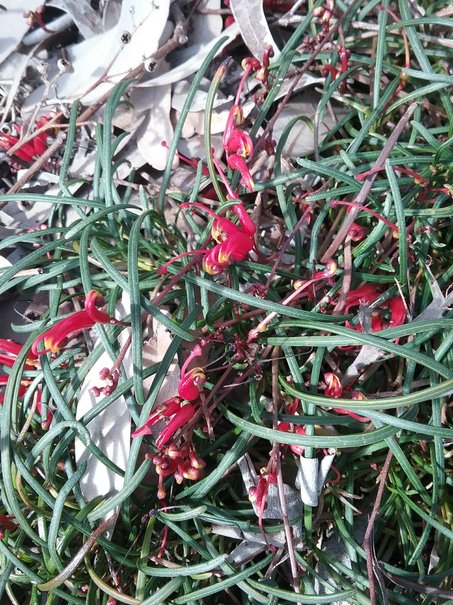 Grevillea nudiflora prostrate form in 50mm Forestry Tube – Trigg Plants