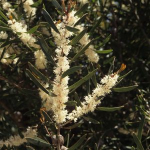Hakea – Trigg Plants