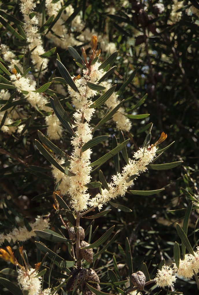 Hakea – Trigg Plants