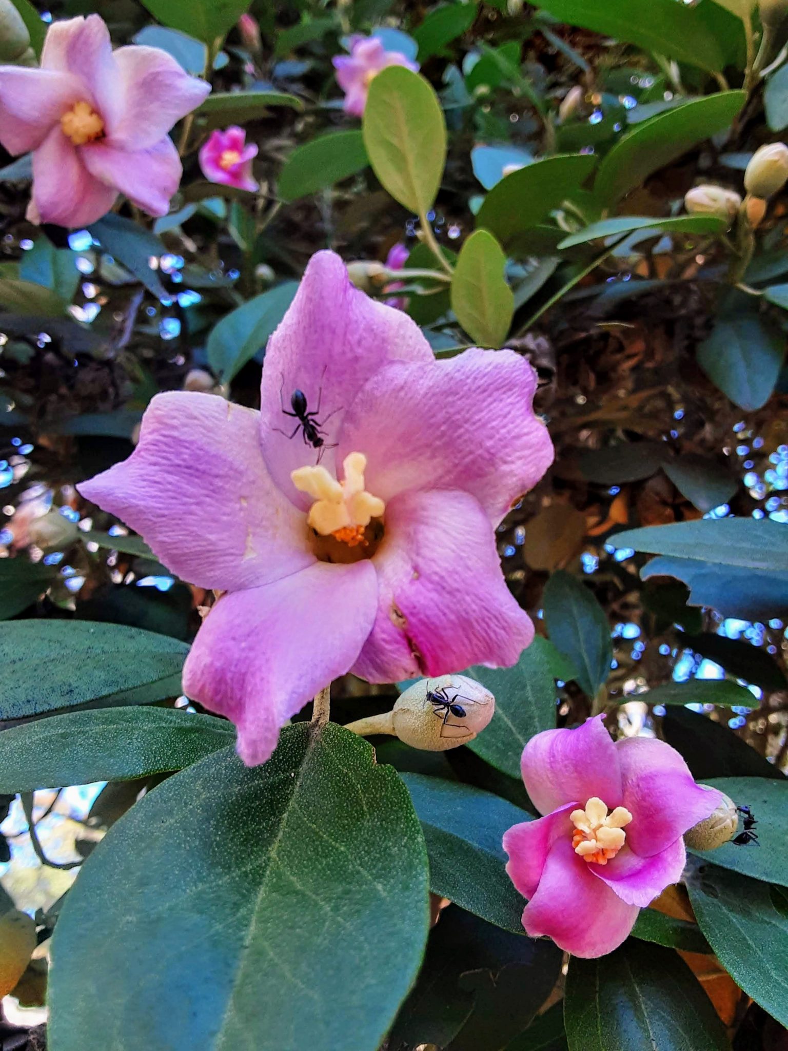 Lagunaria patersonia in 50mm Forestry Tube – Trigg Plants