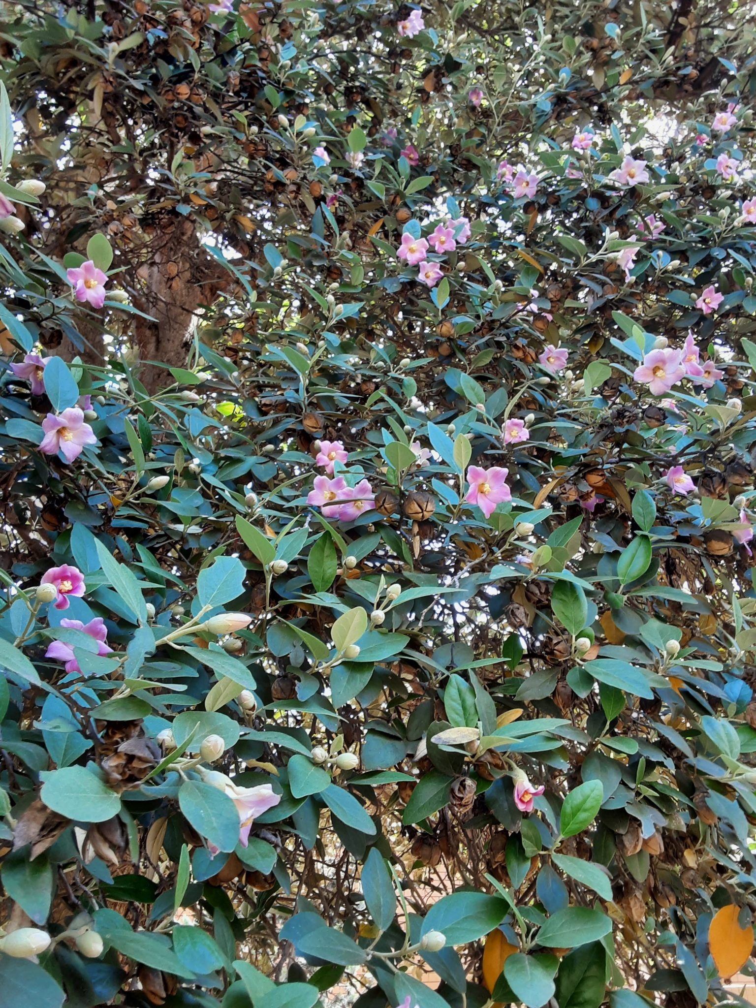 Lagunaria patersonia 20 seeds – Trigg Plants