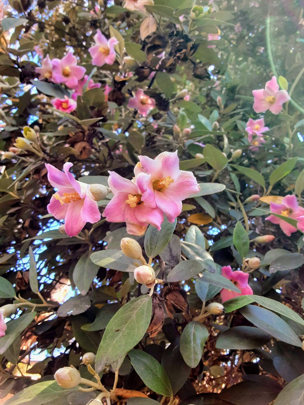 Lagunaria patersonia in 50mm Forestry Tube – Trigg Plants