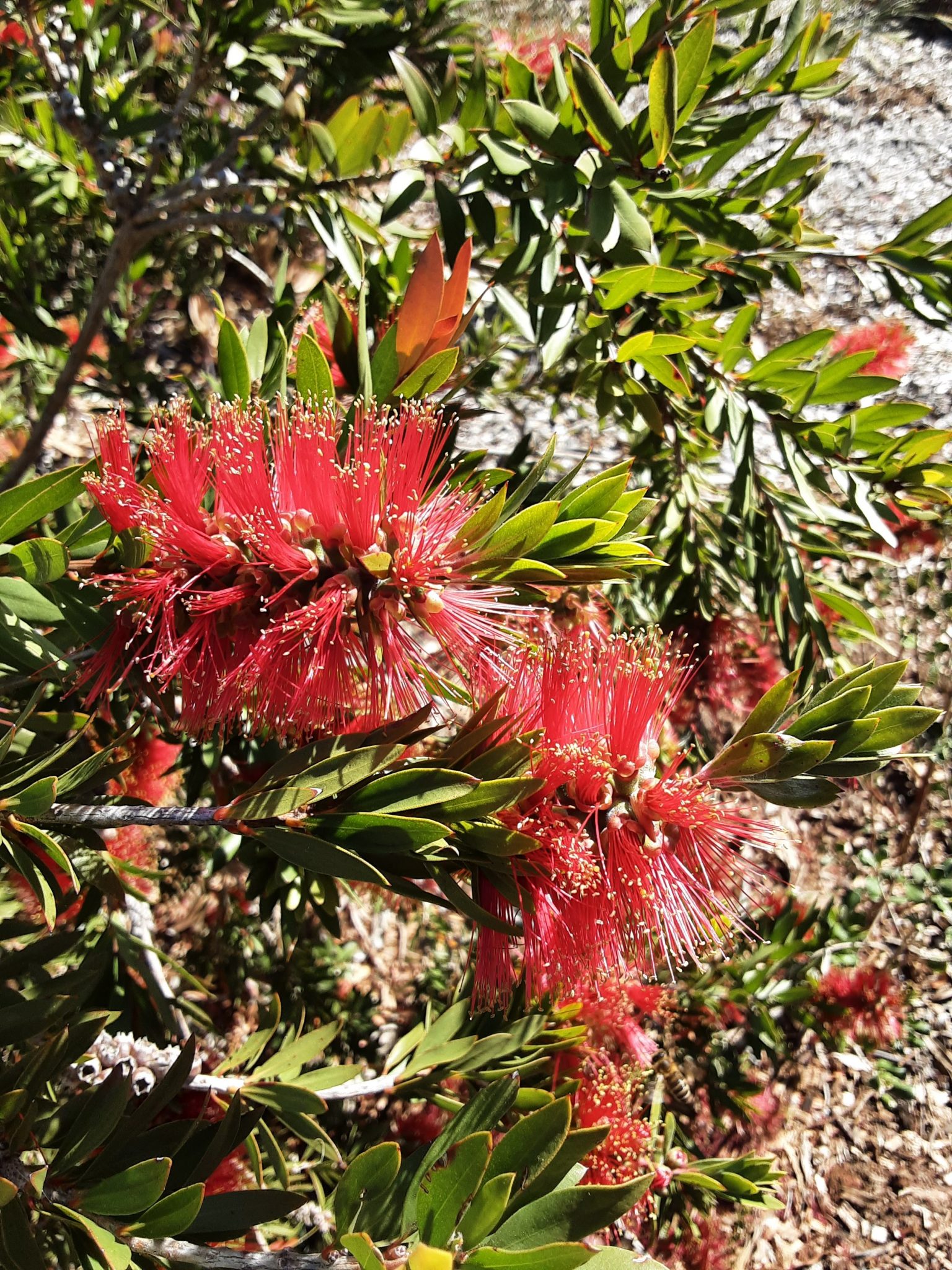 Callistemon Red Devil in 50mm Forestry Tube – Trigg Plants