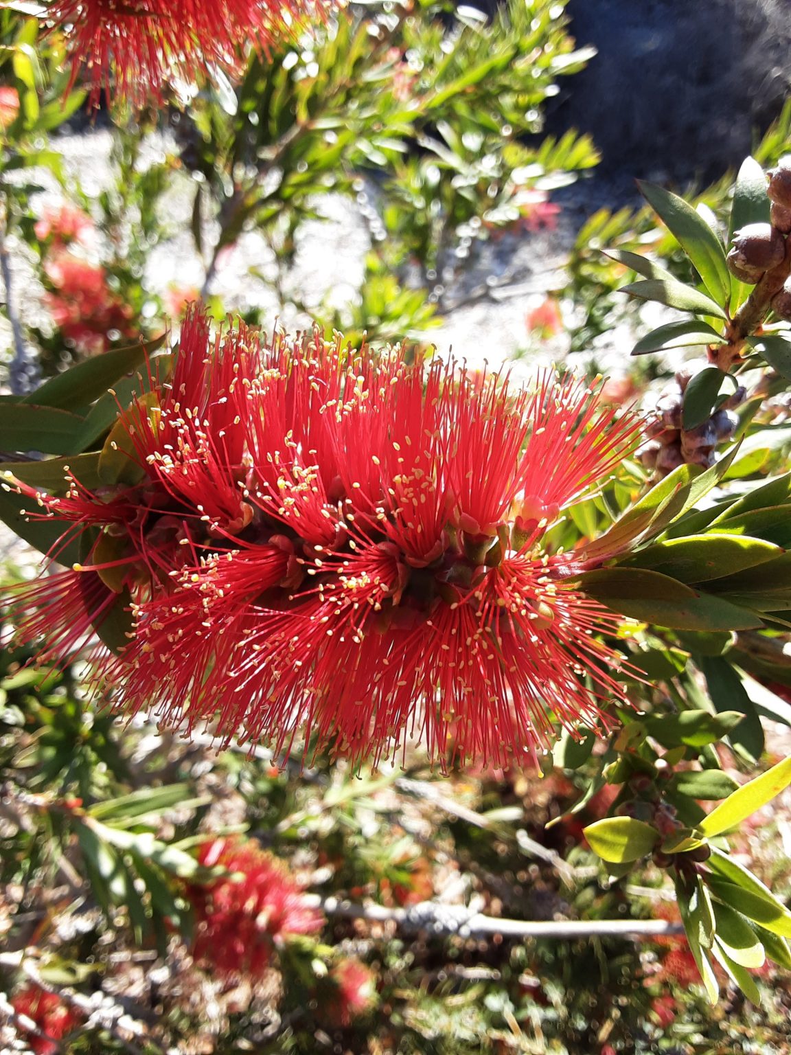 Callistemon Red Devil in 50mm Forestry Tube – Trigg Plants