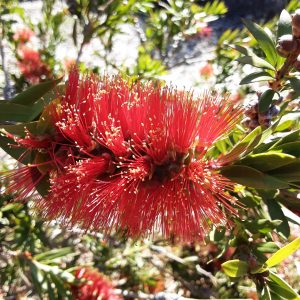 Callistemon – Trigg Plants