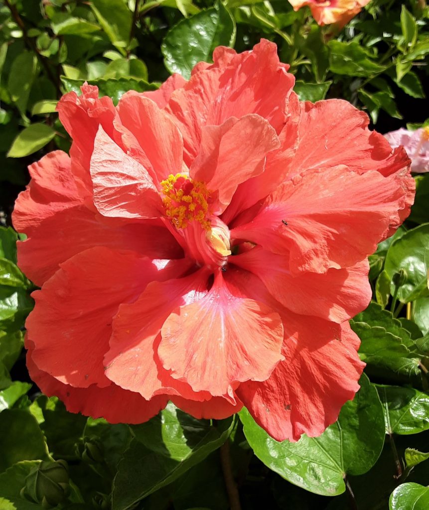 Hibiscus – Trigg Plants