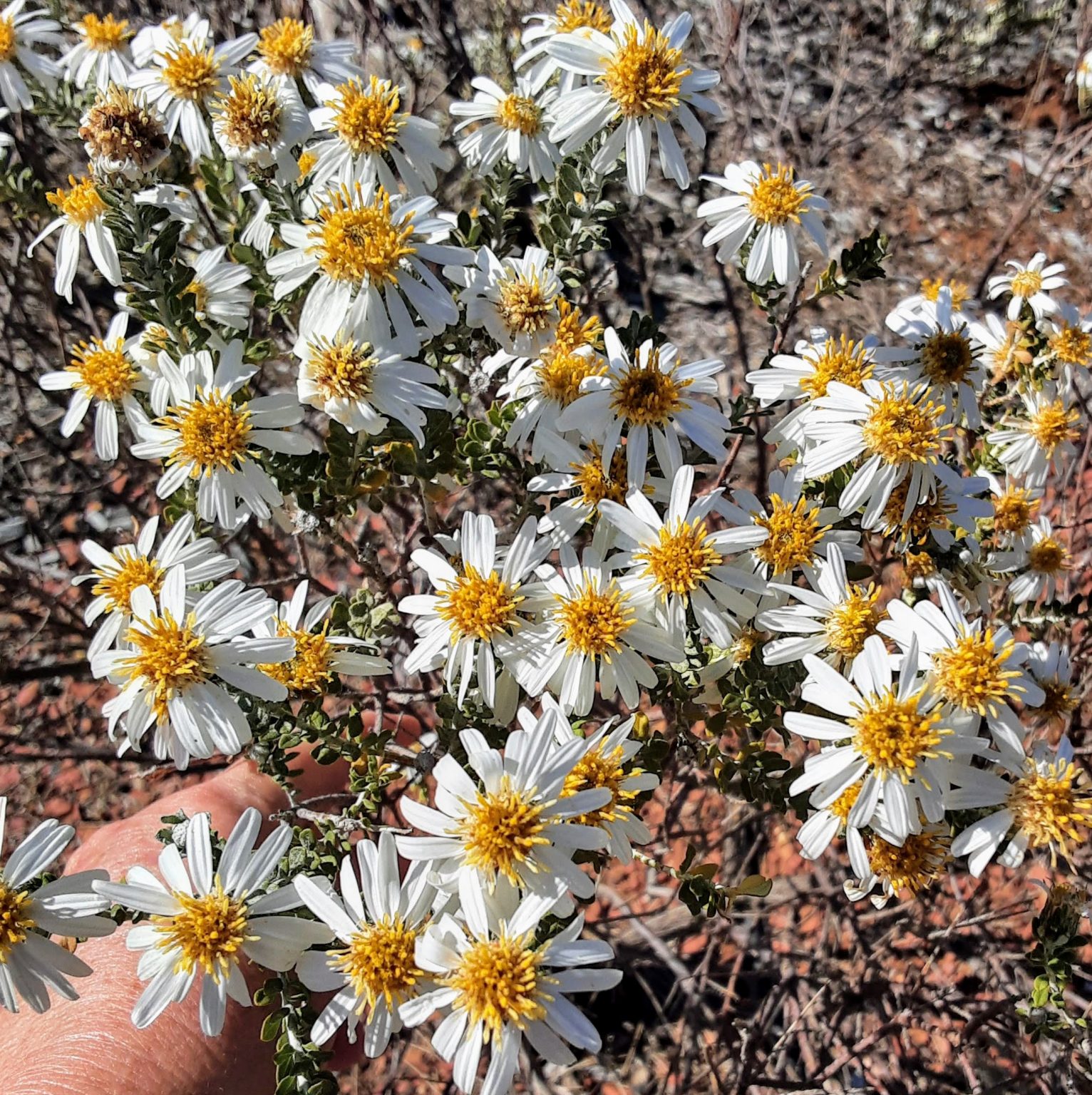 Olearia pimeleoides in 50mm Forestry Tube – Trigg Plants