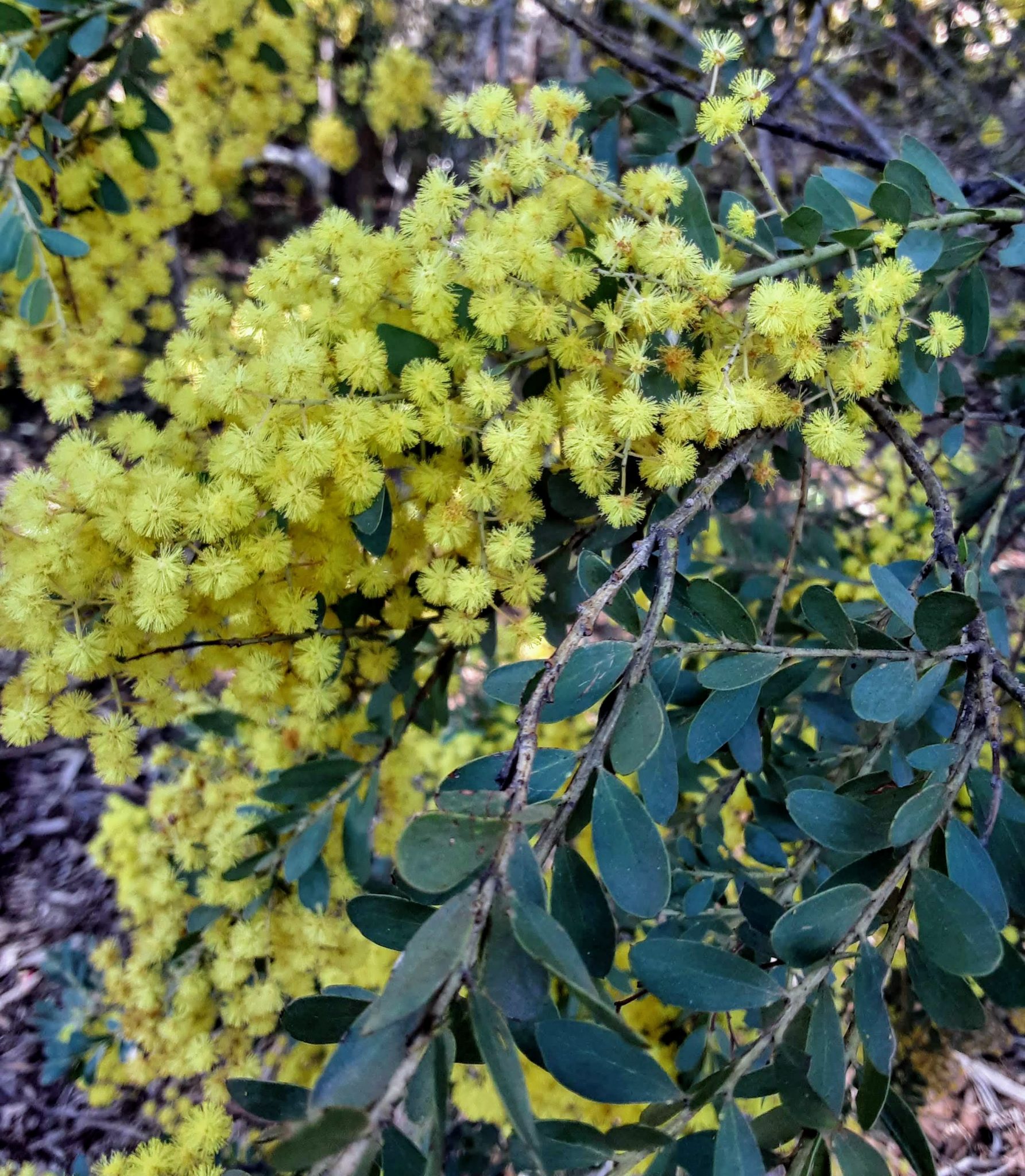 Native Plants – Trigg Plants