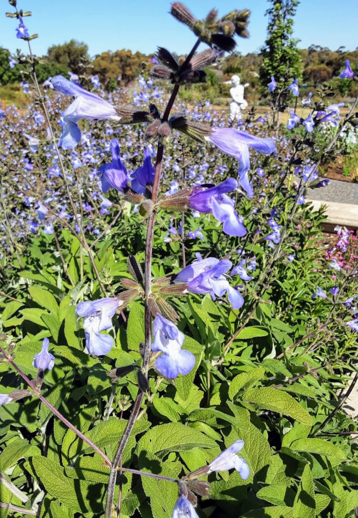 Salvia interupta in 68mm Super Tube – Trigg Plants
