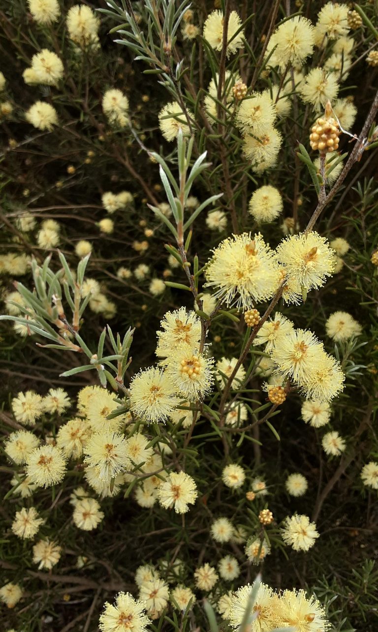 Melaleuca – Trigg Plants