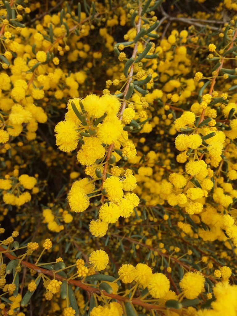 Acacia pinguifolia 30 seeds – Trigg Plants