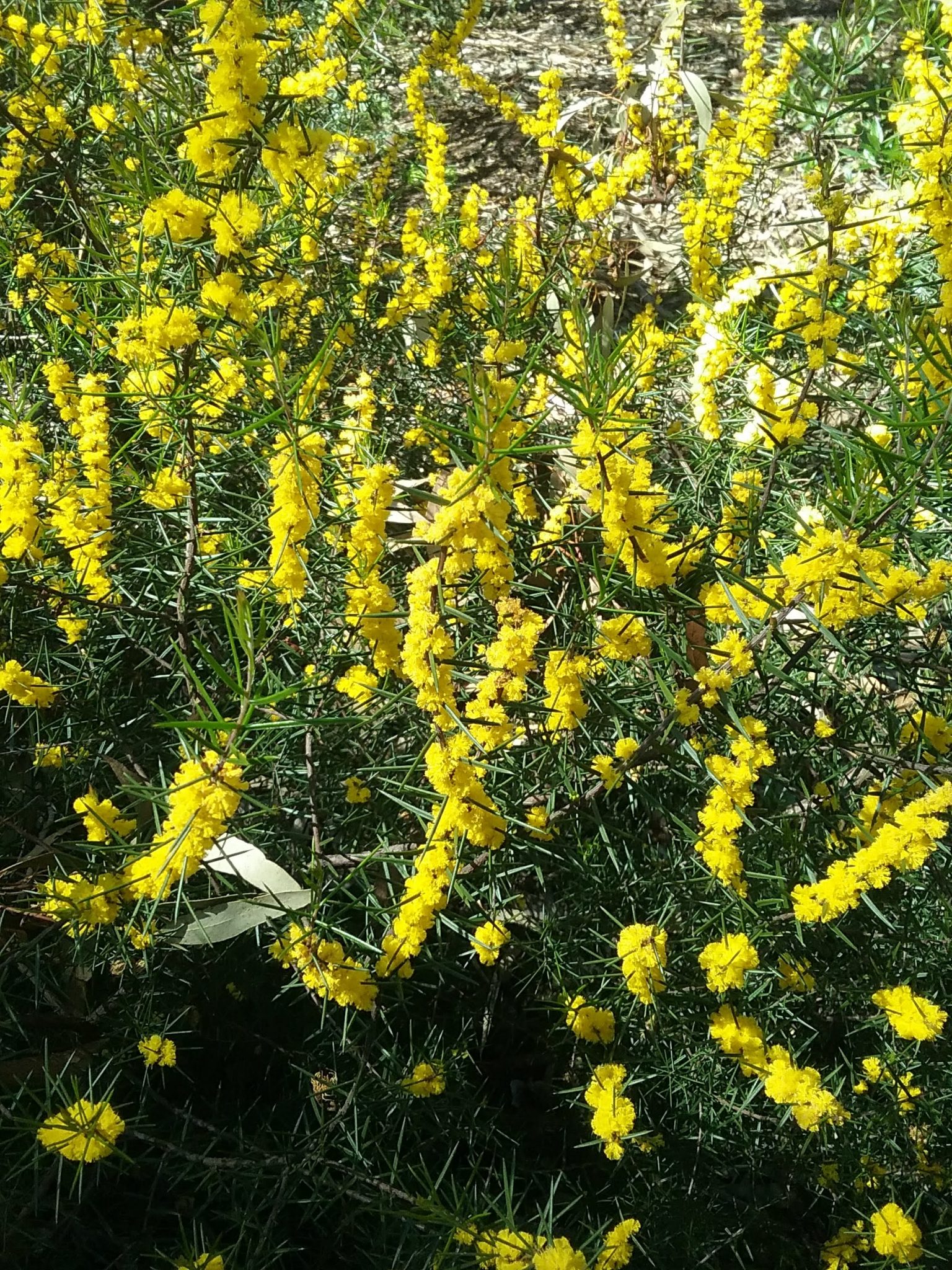 Native Plants – Page 2 – Trigg Plants