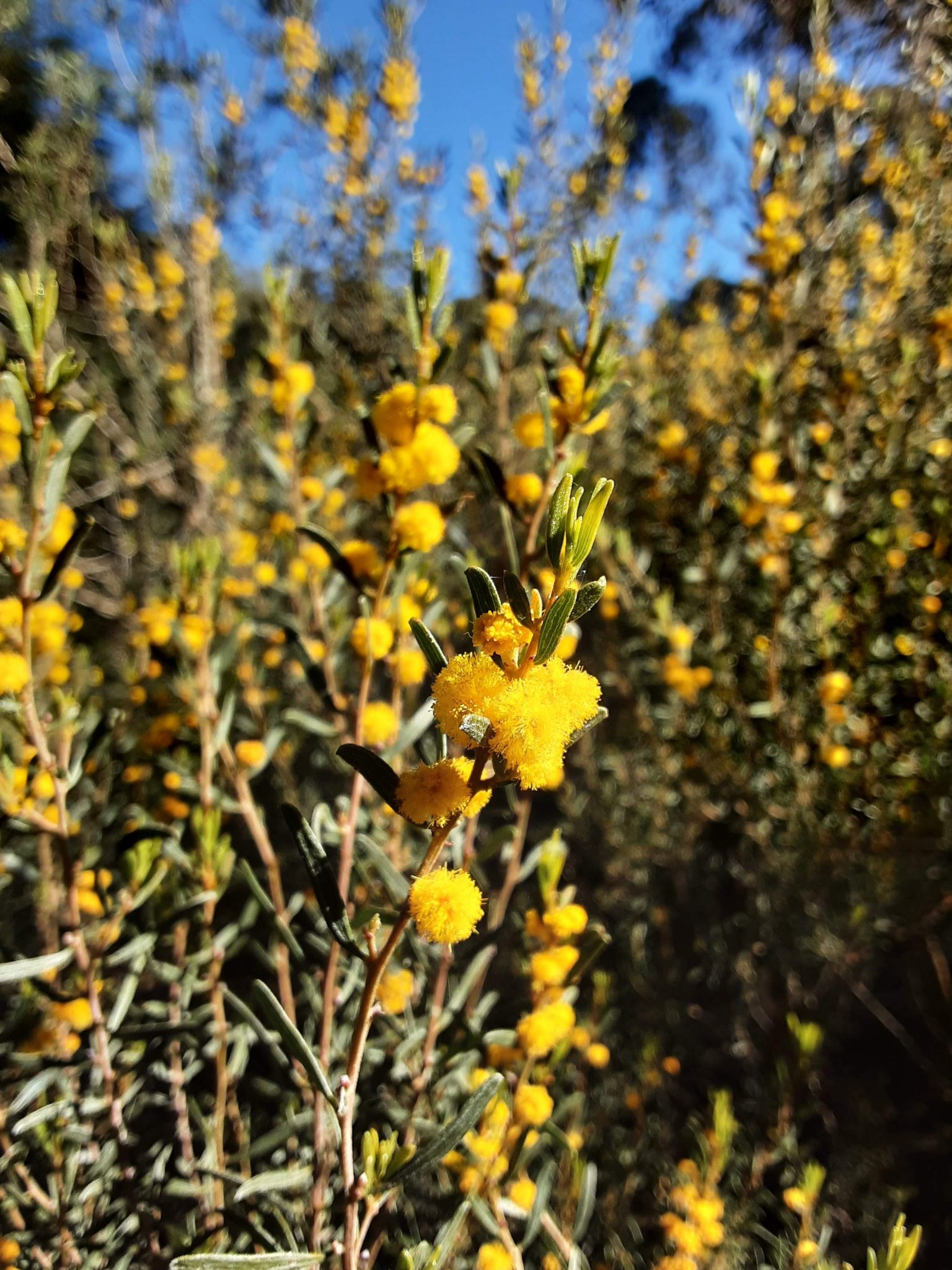 Native Plants – Page 2 – Trigg Plants