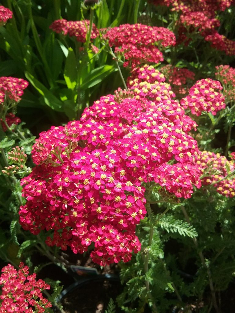 Achillea Paprika in 75mm Supergro Tube – Trigg Plants