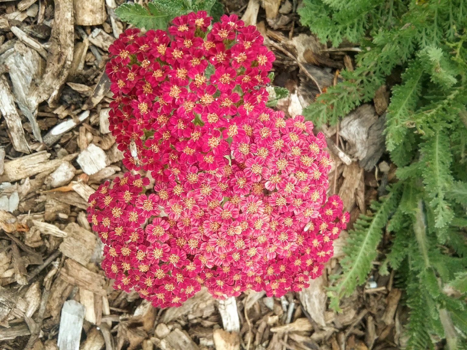 Achillea Red Velvet Bare Rooted – Trigg Plants