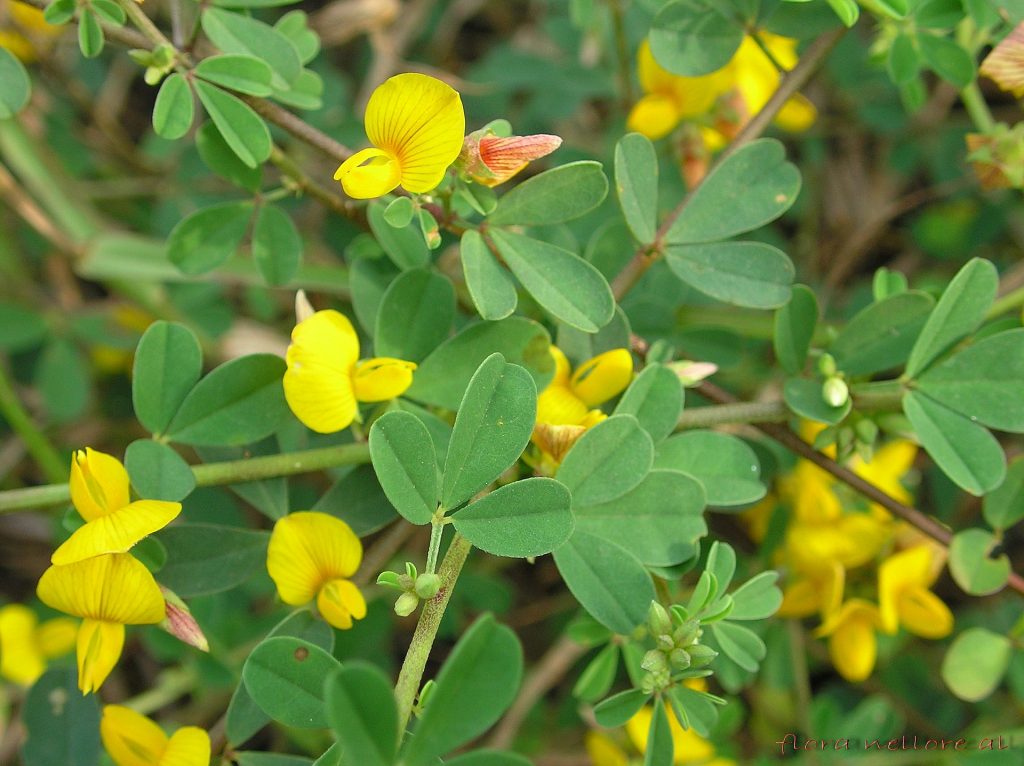Crotalaria medicaginea 20 seeds – Trigg Plants