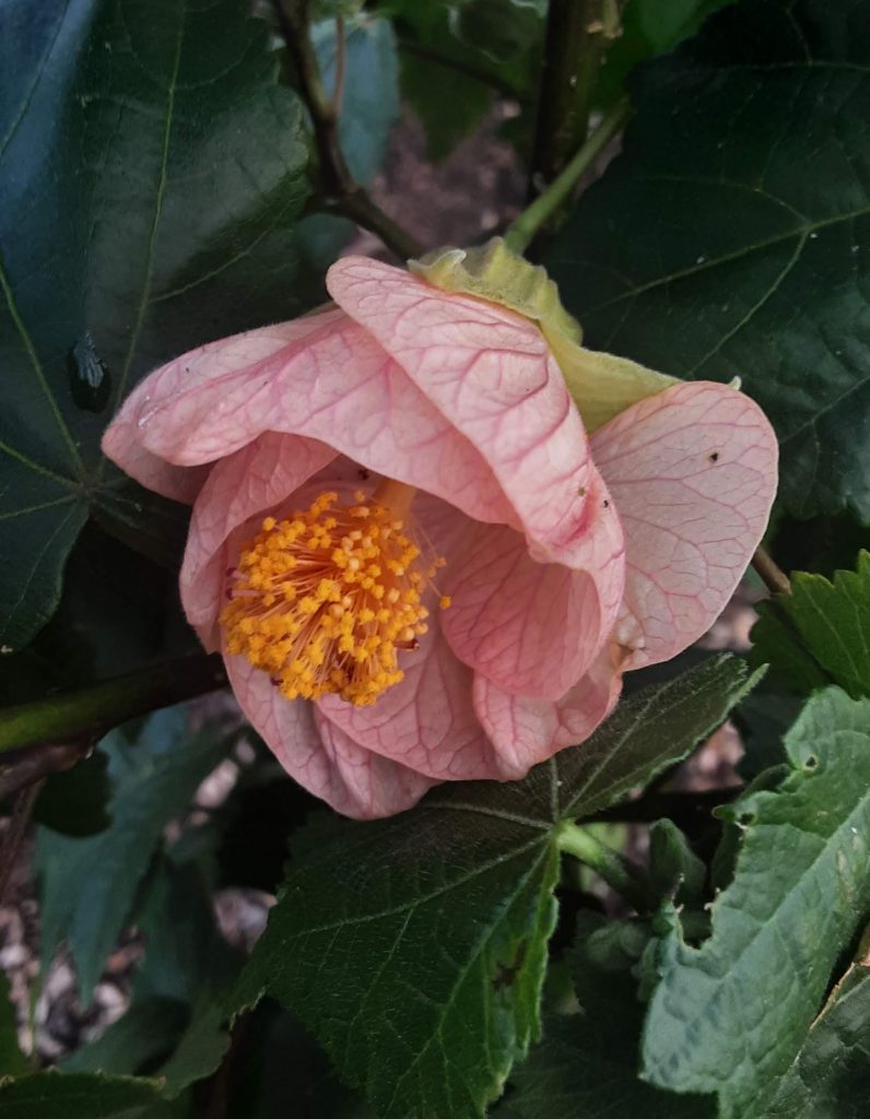 Abutilon hybrid Pink in 68mm Super Tube – Trigg Plants