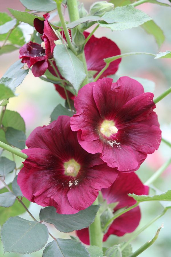 Alcea ficifolia 50 seeds – Trigg Plants