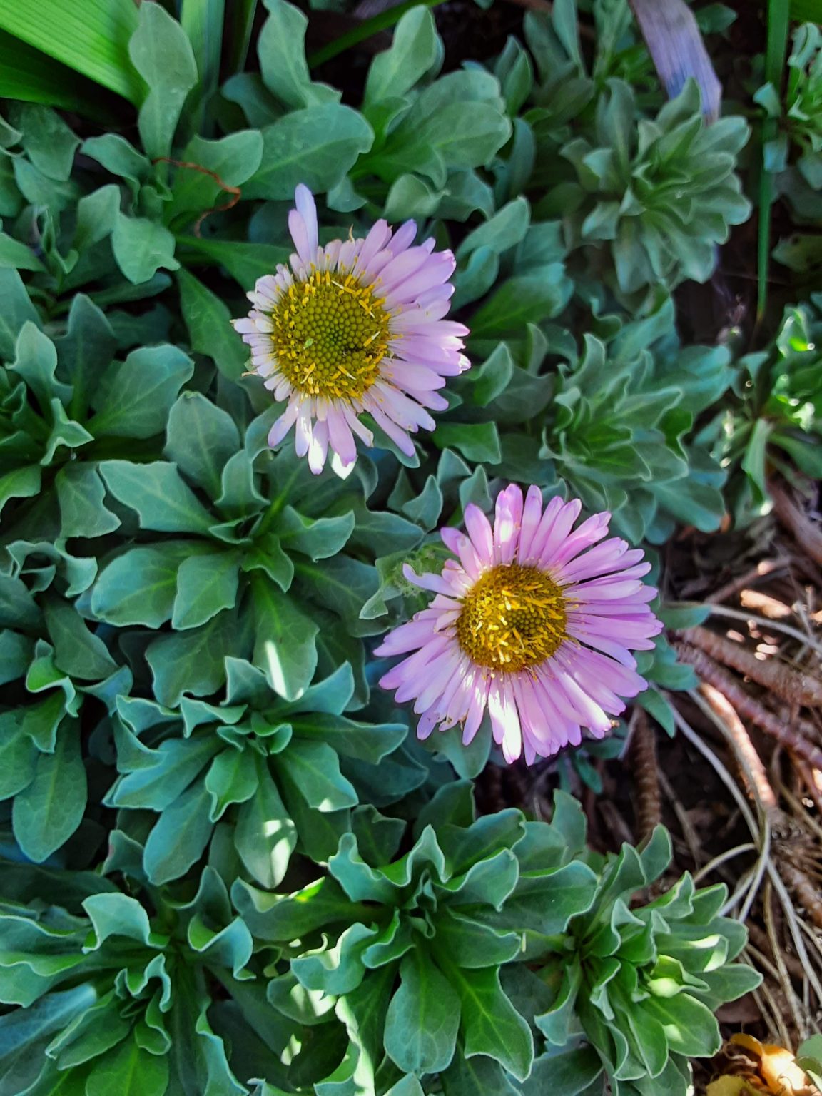 Erigeron glaucus Elsie in 68mm Super Tube – Trigg Plants