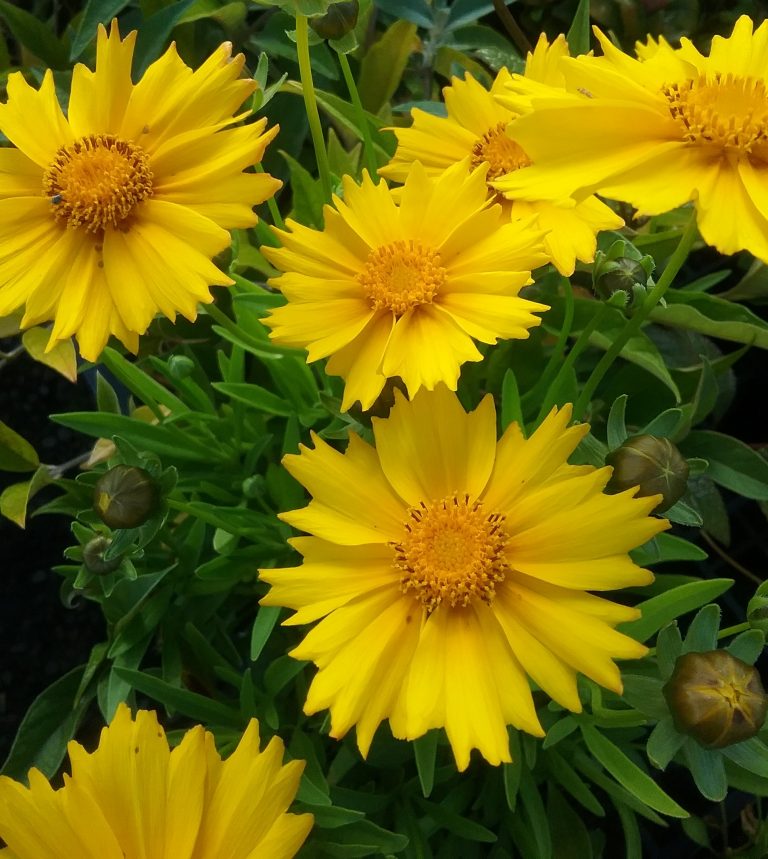 Perennials under 1m – Page 2 – Trigg Plants