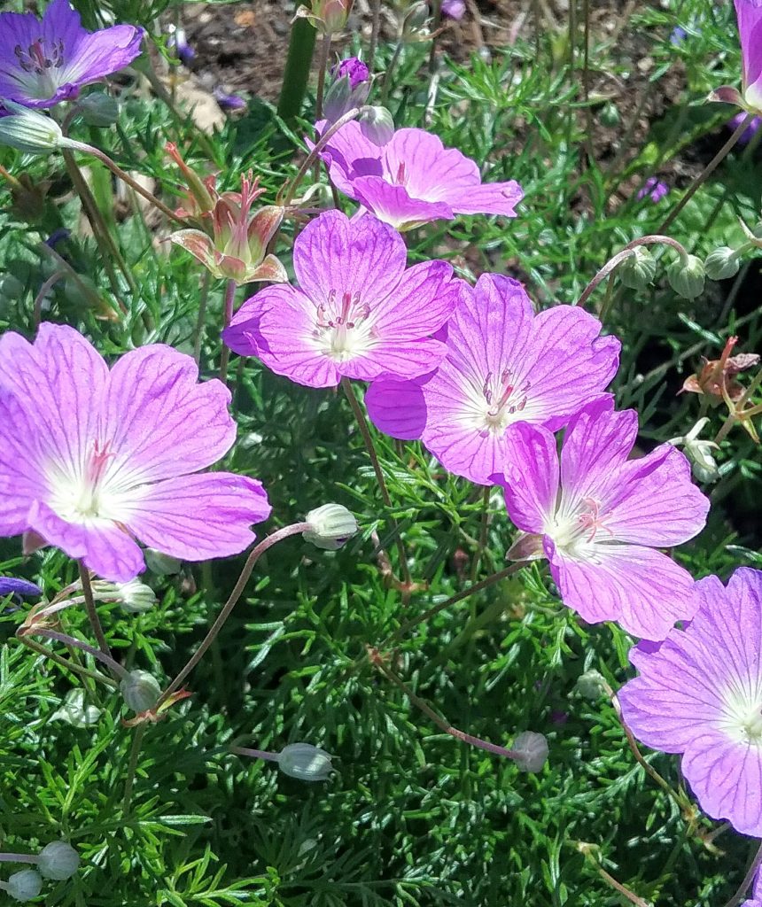 Geranium incanum 20 seeds – Trigg Plants