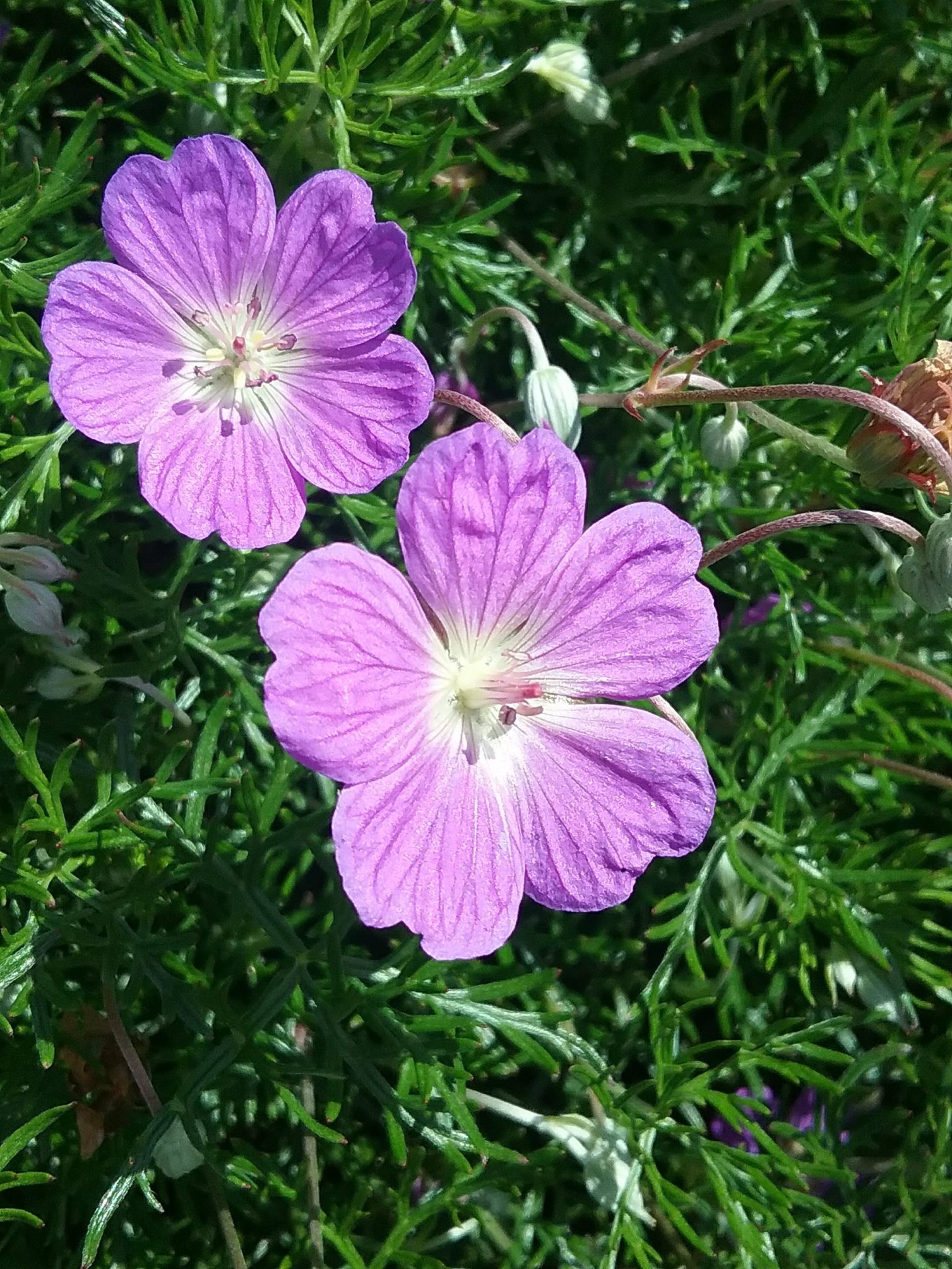 Geranium incanum 20 seeds – Trigg Plants