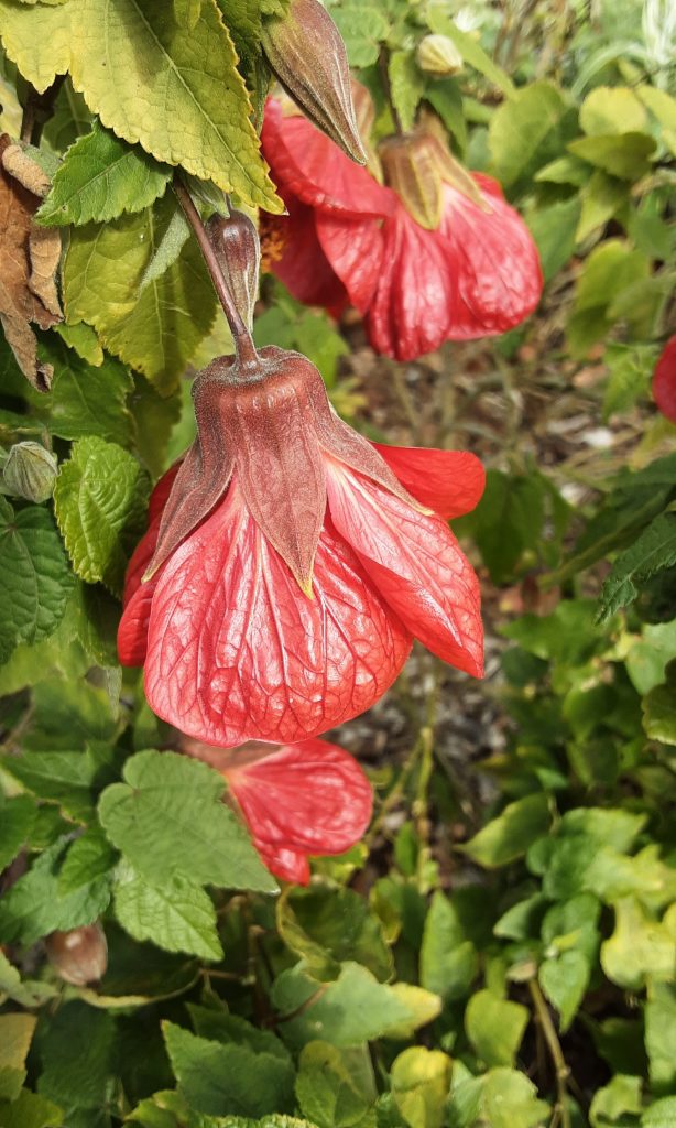 Abutilon hybrid Dwarf Red in 50mm forestry tube – Trigg Plants