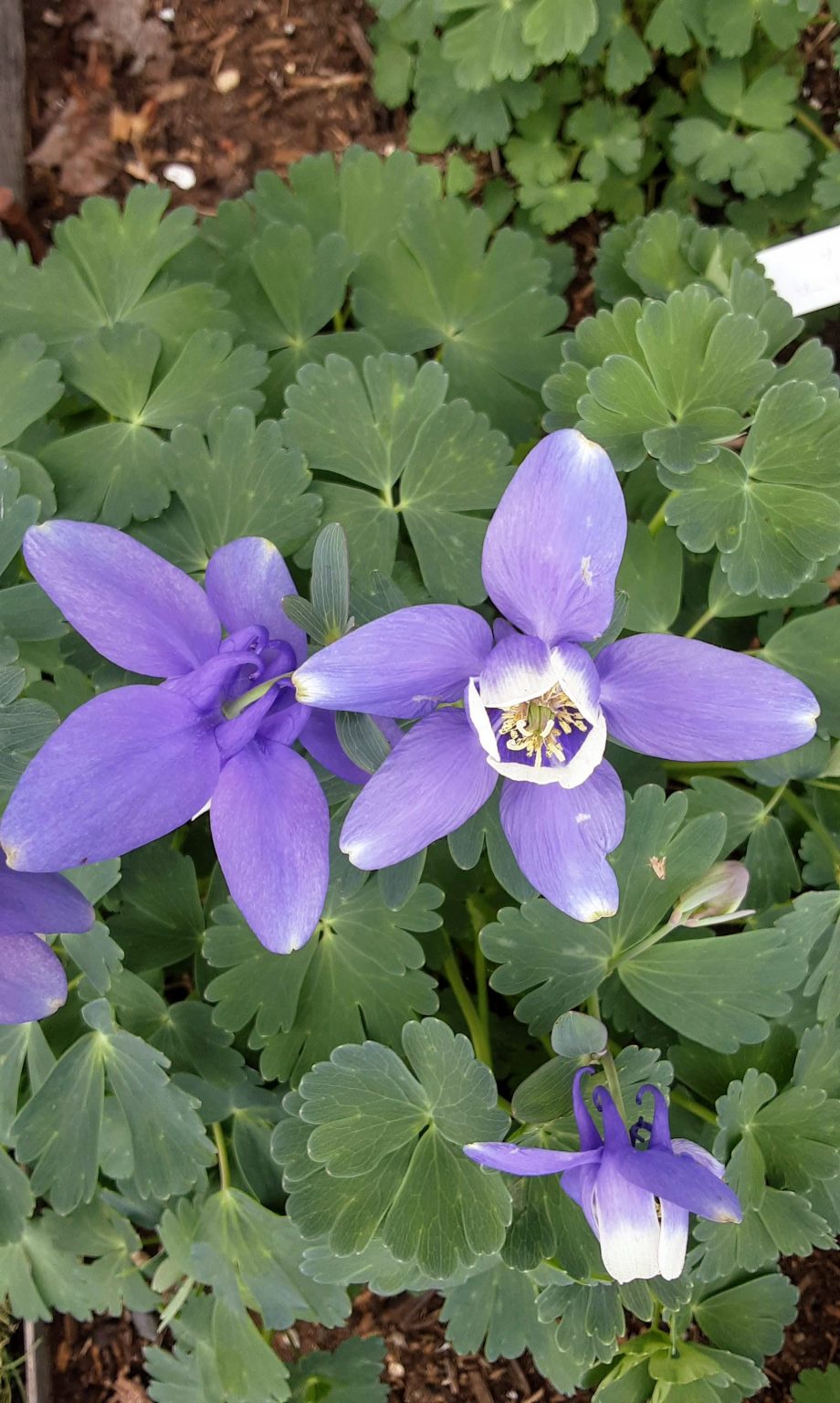 Aquilegia flabellata var pumila 30 SEEDS – Trigg Plants